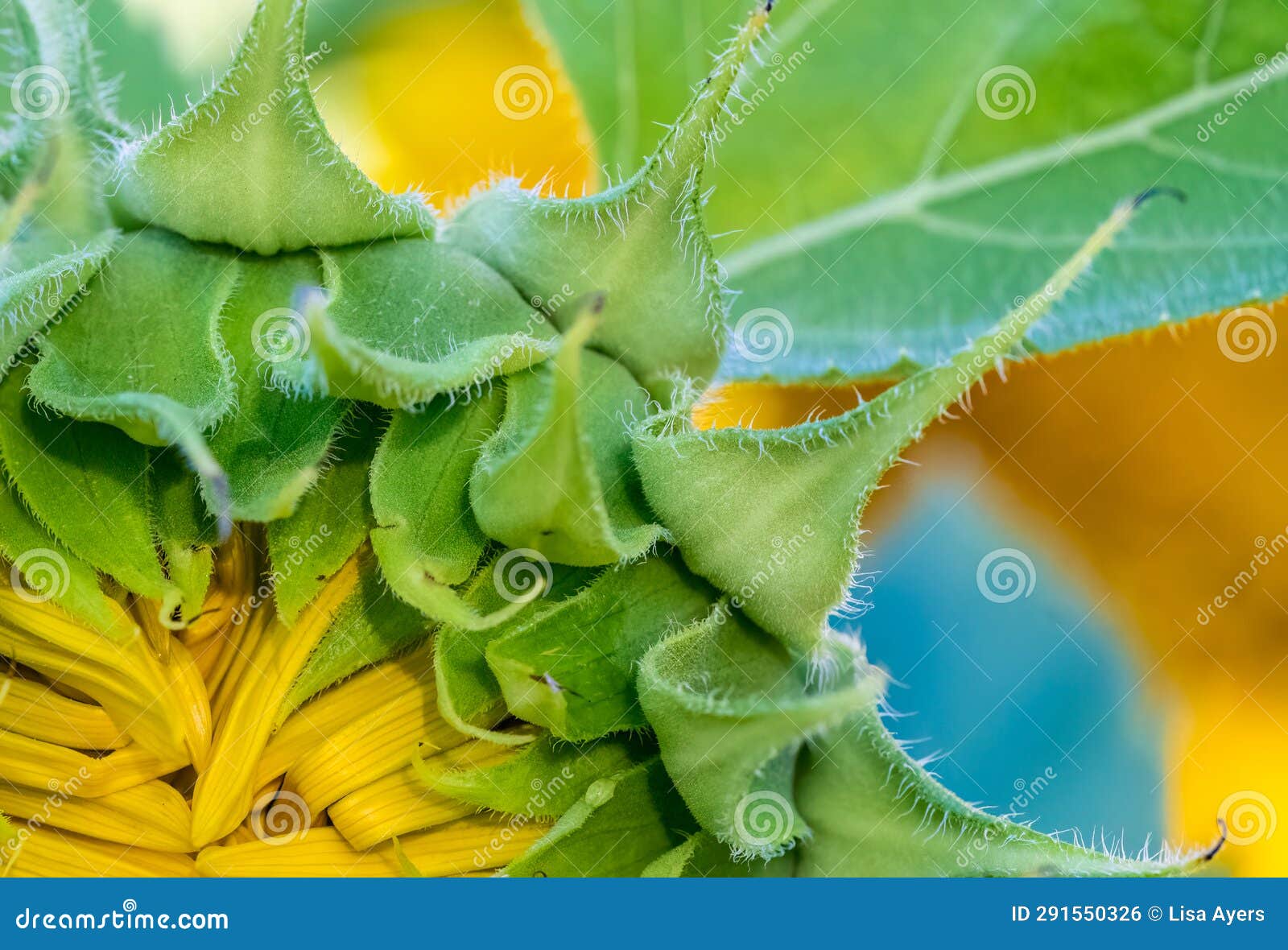 Baby Sunflower Ready To Blossom Stock Photo - Image of beautiful ...