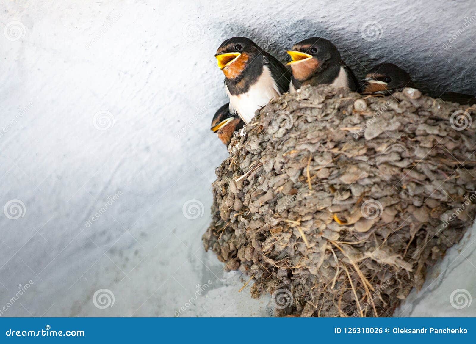 Baby swallows in nest stock photo. Image of baby, fauna - 126310026