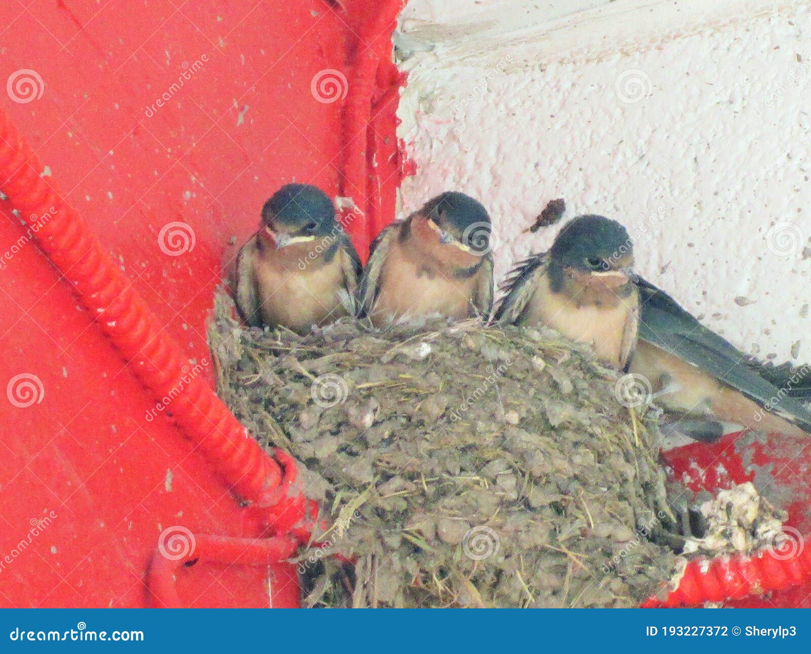 Nest Corner Border With Pink, Rose Gold Stock Photo | CartoonDealer.com ...