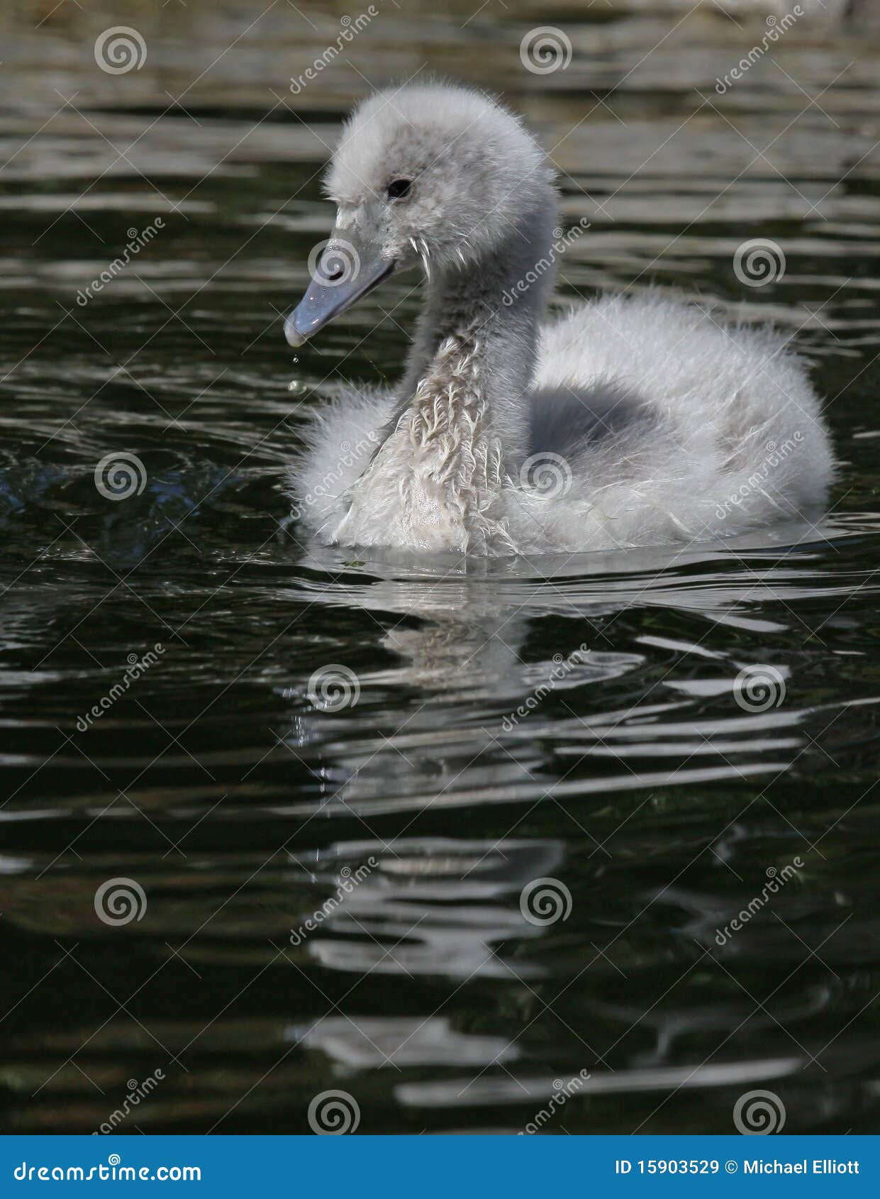 Baby Swan stock image. Image of animal, chick, cuddly - 15903529