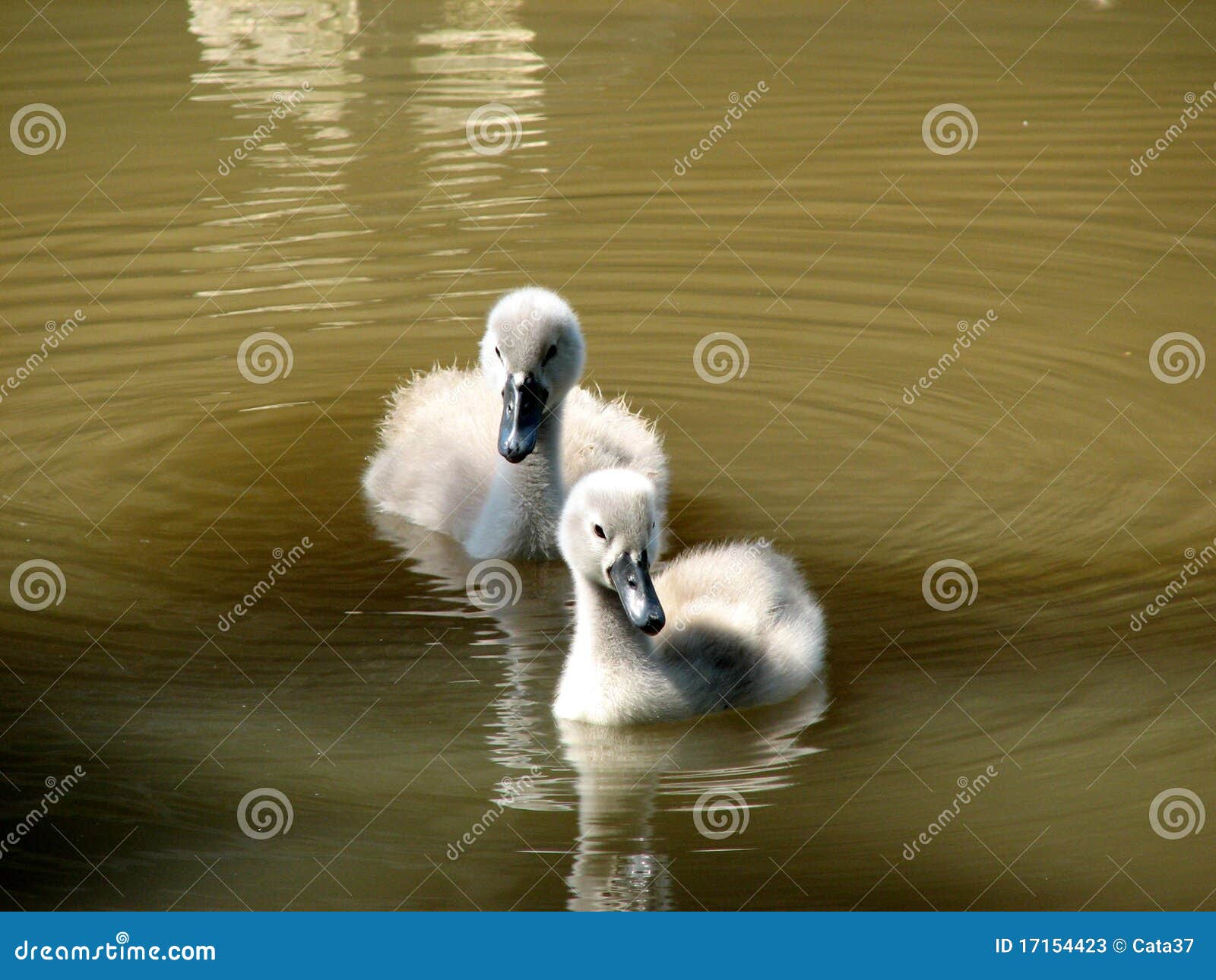 Baby swan stock image. Image of baby, wild, juvenile - 17154423