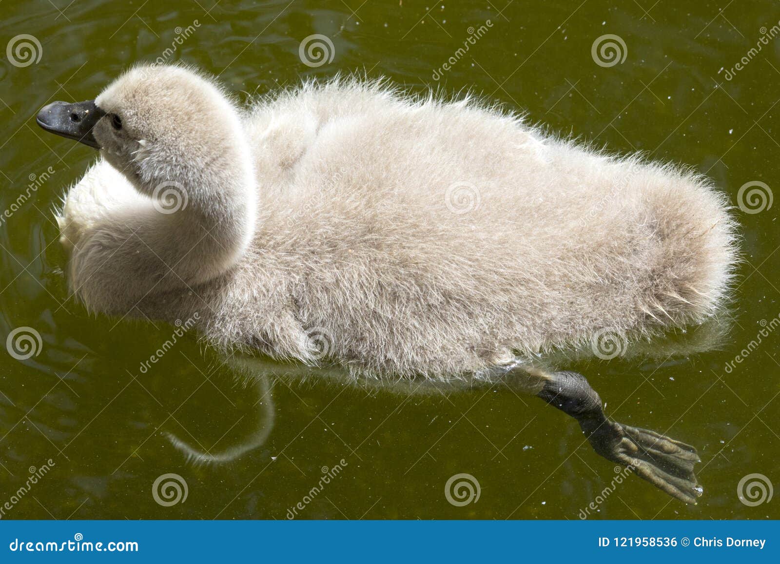 Baby Swan stock photo. Image of grey, nature, cygnus - 121958536