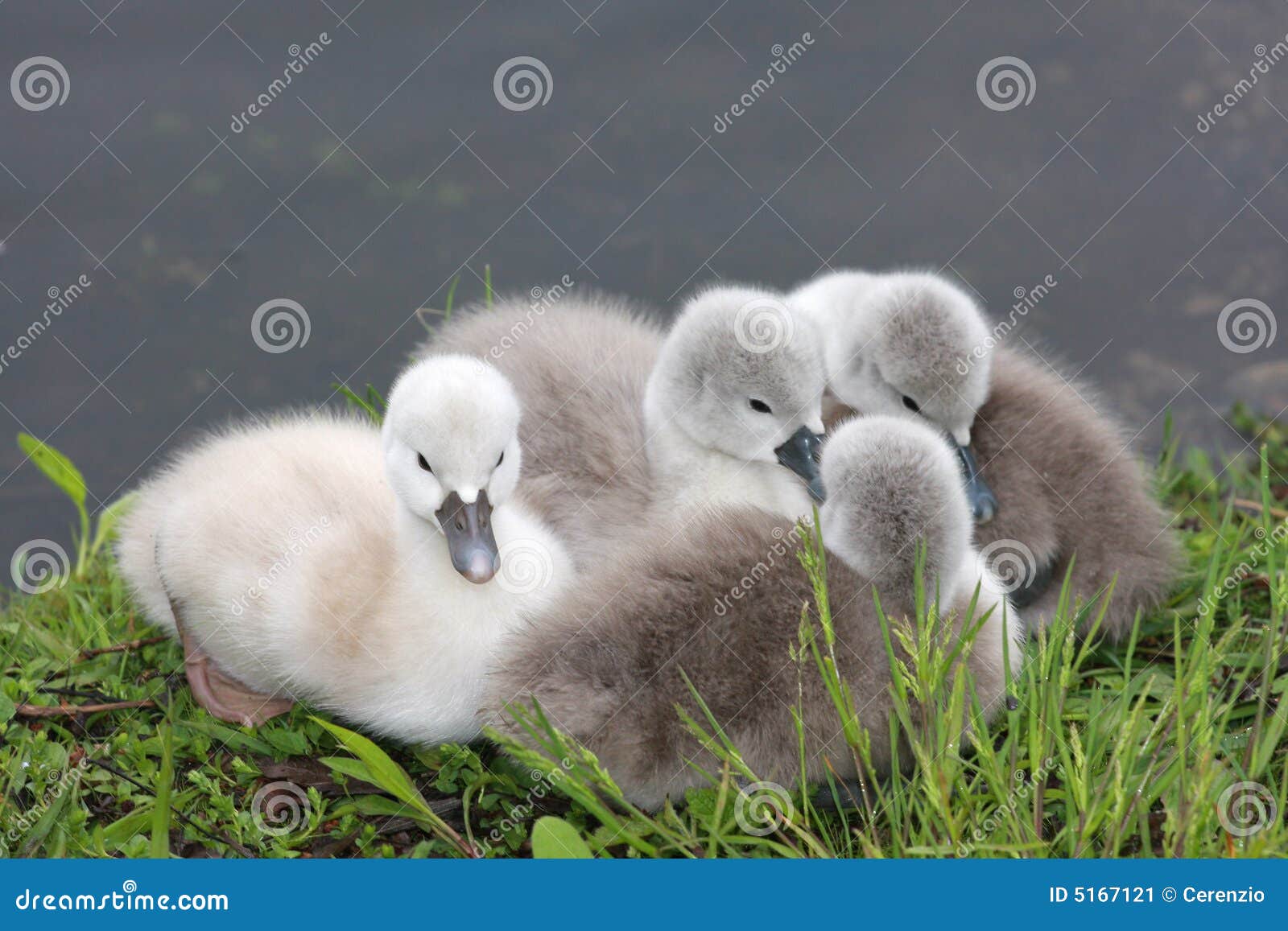 Baby swans stock image. Image of creatures, gather, detail - 5167121