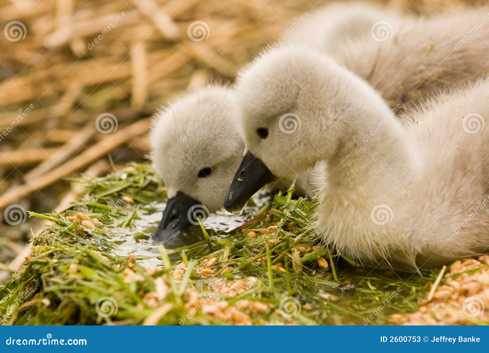 Baby swans-cygnets stock image. Image of swannery, abbotsbury - 2600753