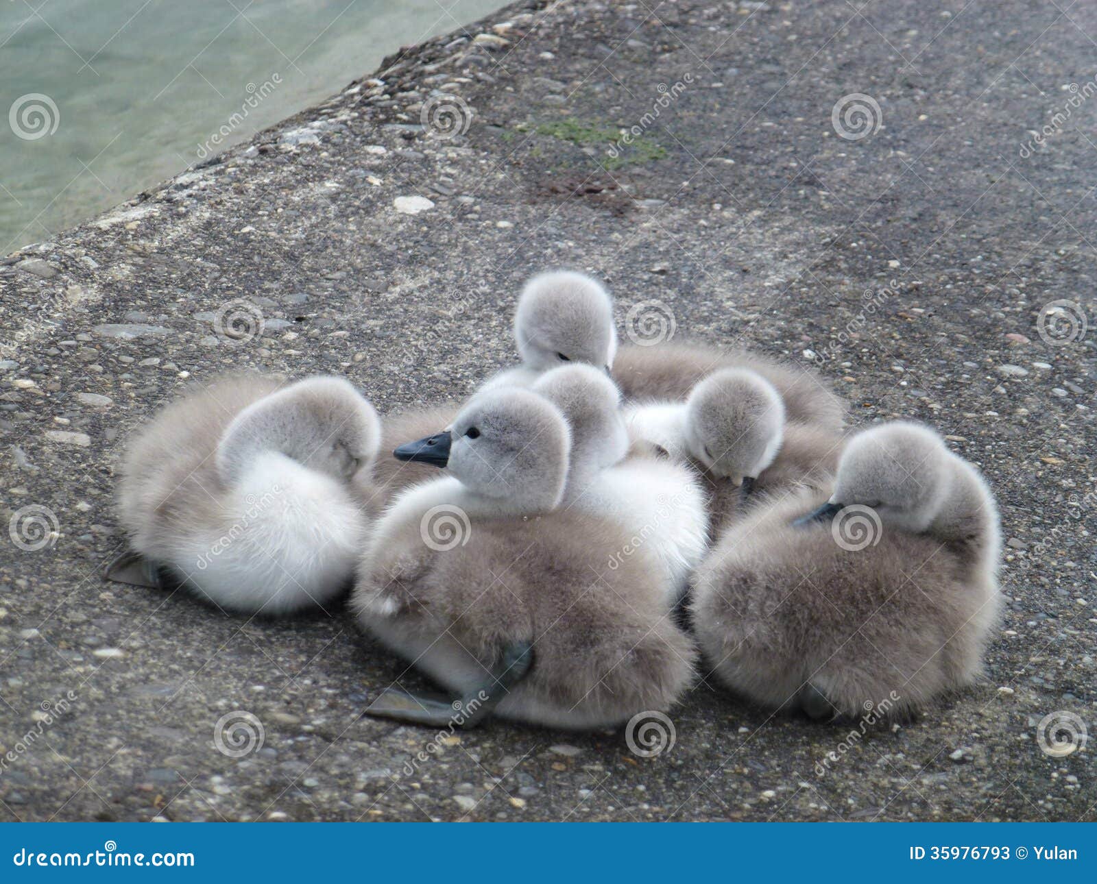 Baby swans stock image. Image of duckling, children, card - 35976793