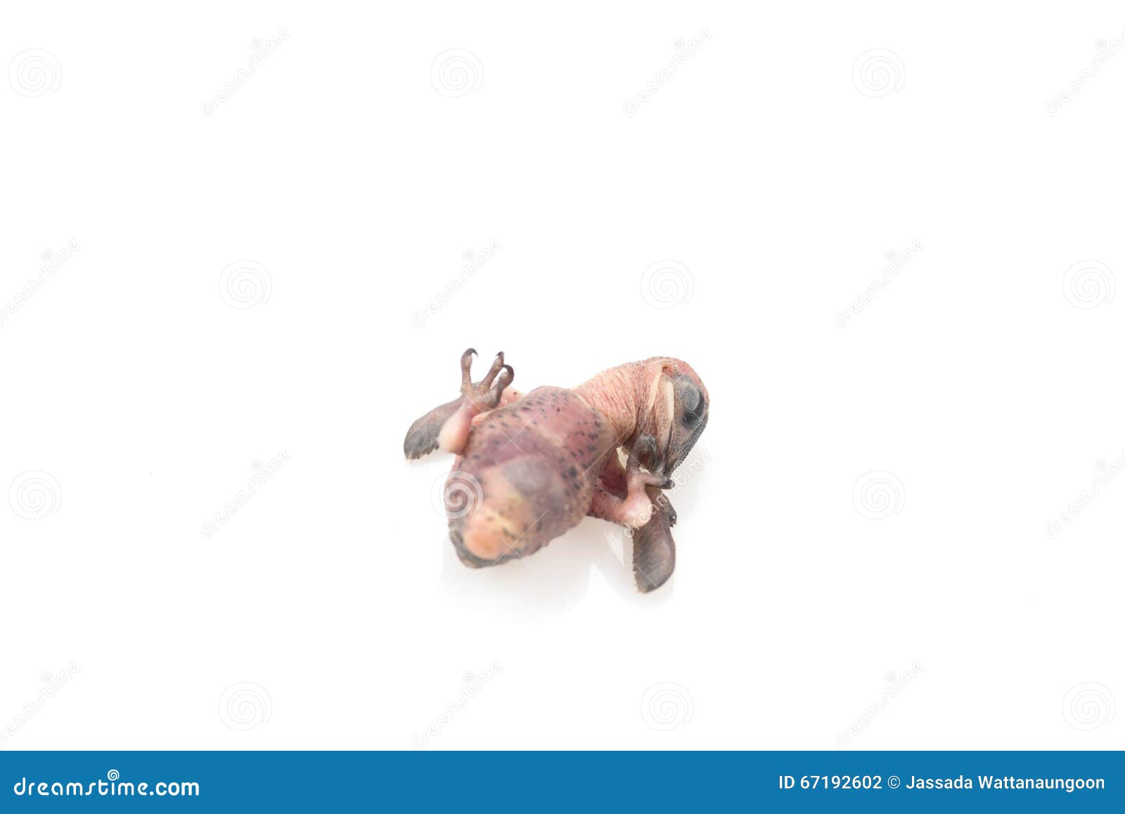 Baby Swiflet Bird Isolated on White Stock Photo - Image of swallow ...