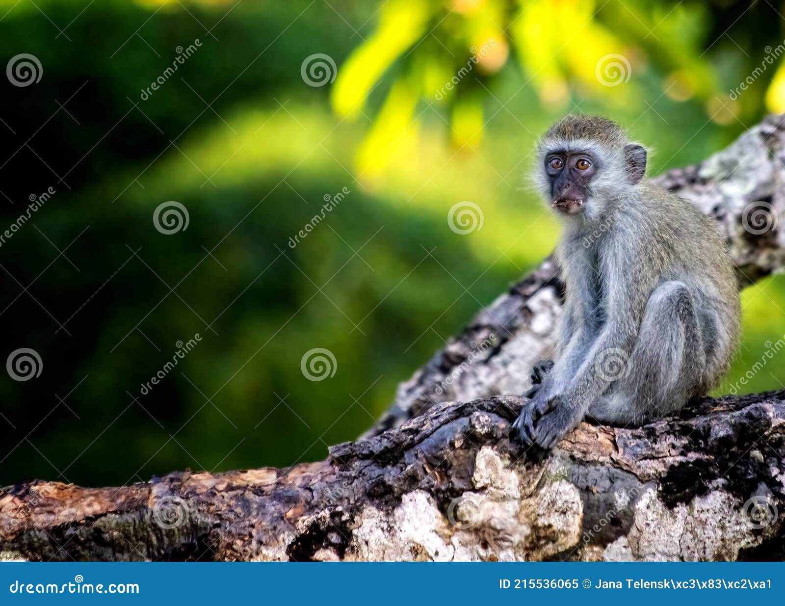 Baby Sykes` Samango Monkey Cercopithecus Albogularis Holds Onto Her ...