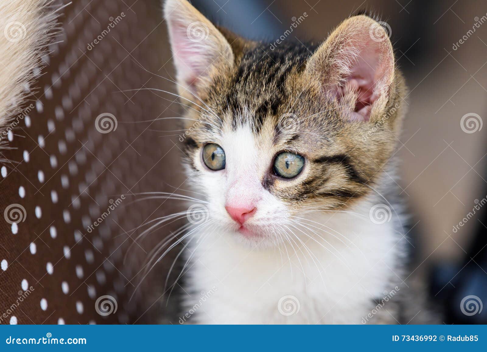 Baby Tabby Cat in Basket stock photo. Image of purebred - 73436992