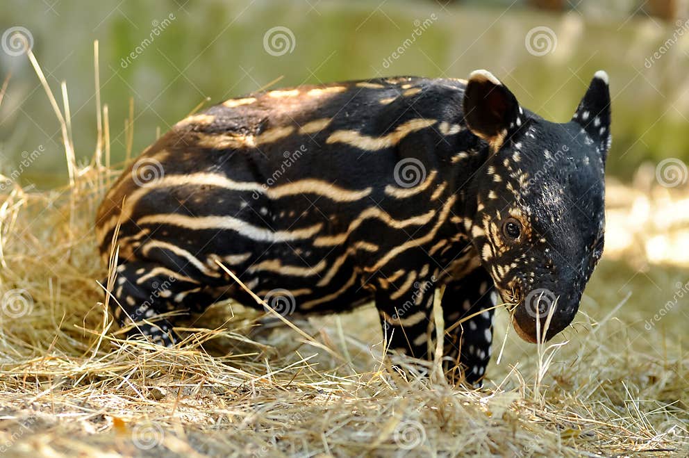Baby tapir stock photo. Image of baby, wild, strange - 29260988