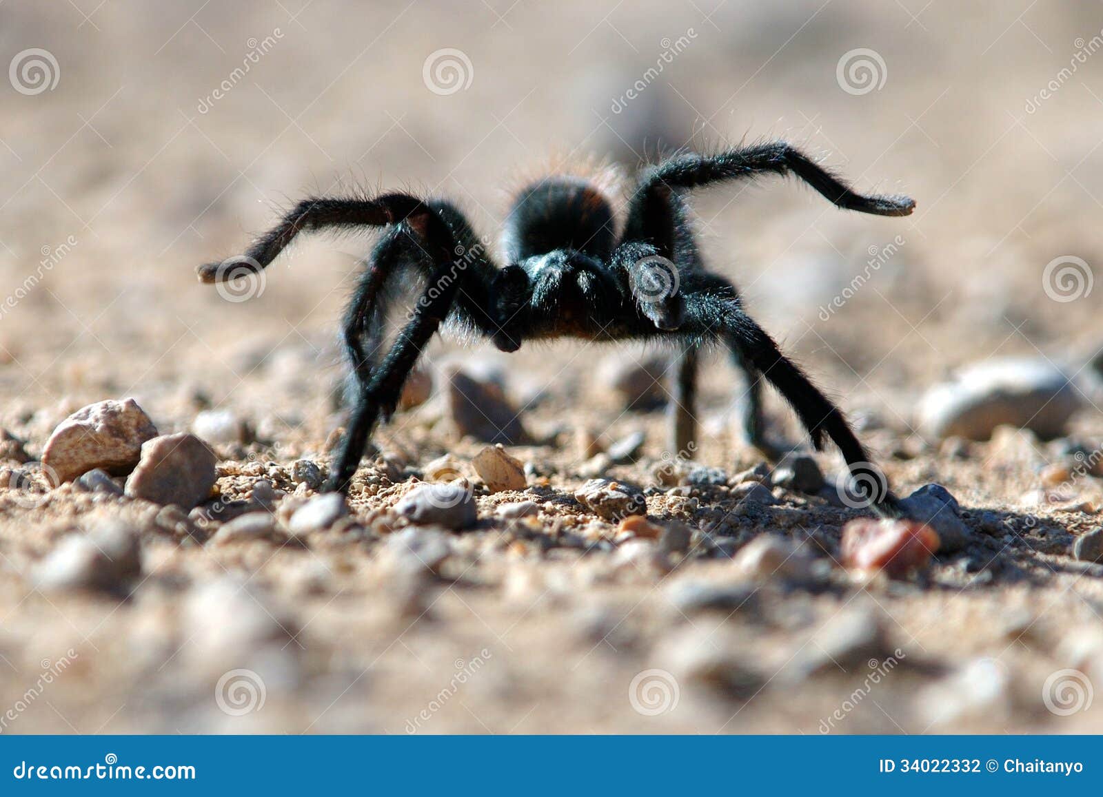 Baby Tarantula stock photo. Image of nature, baby, hairy - 34022332