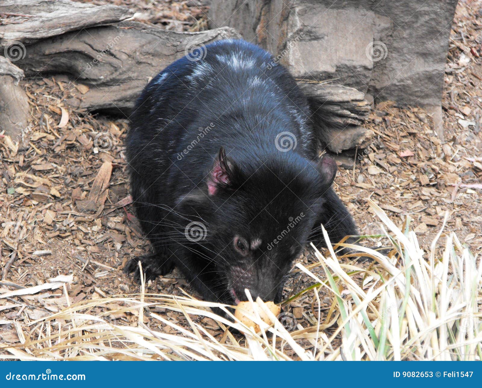 Baby Tasmanian Devil In Pouch