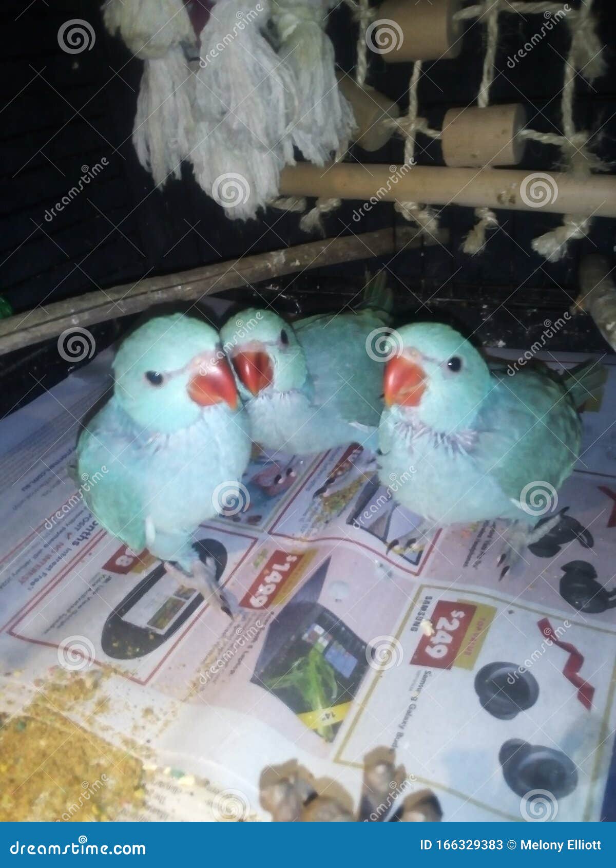 3 Baby Teal Blue Ringnecks All from Same Clutch Editorial Stock Photo ...
