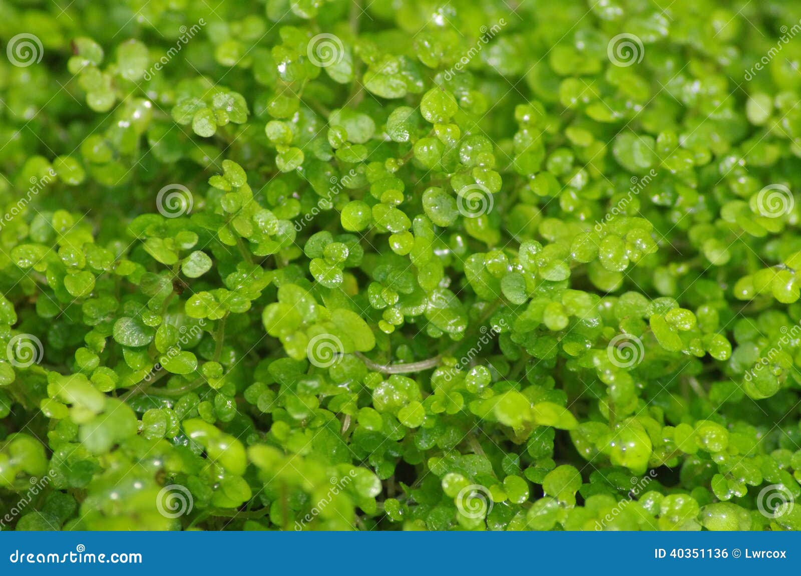 Baby Tears 1 stock photo. Image of plant, gardens, plants - 40351136