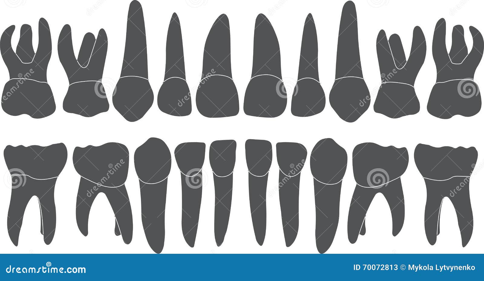 Teeth Root Anatomy, Xray View. Medically Accurate Dental 3D ...