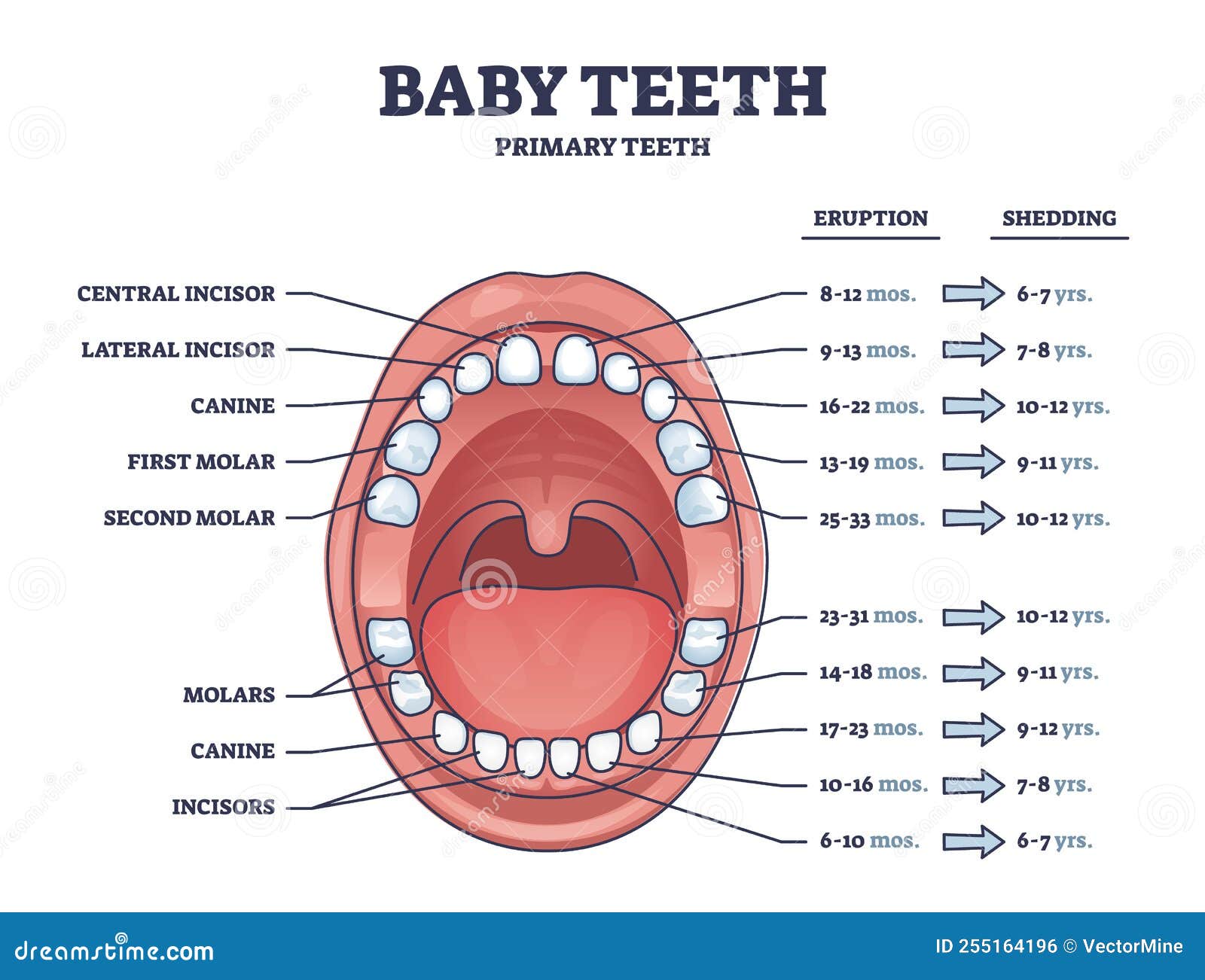 Primary Tooth Arrival Chart. Child Teeth Dentition Anatomy. Primary ... Primary Tooth Arrival Chart. Child Teeth Dentition Anatomy. Primary ...