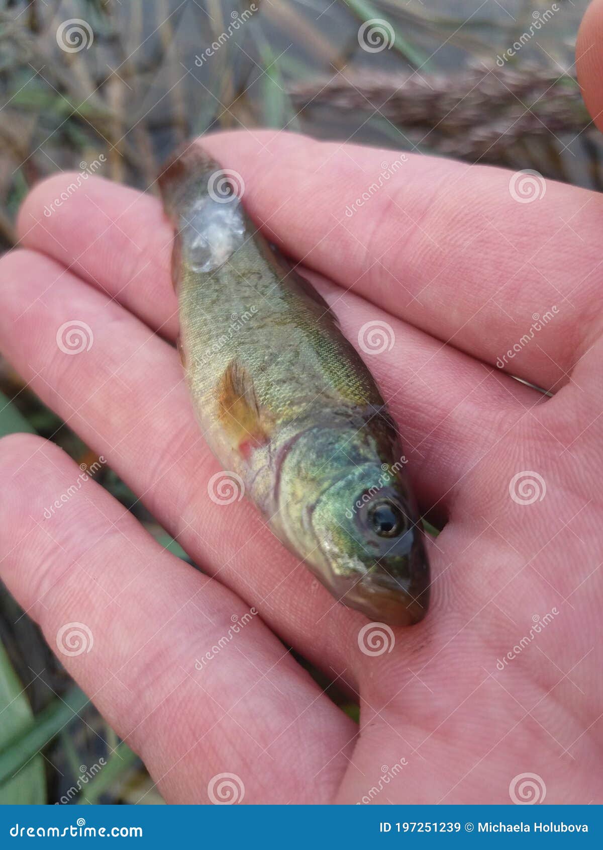 Baby Tench on the Hand, Tinca Tinca in Palm Stock Image - Image of ...