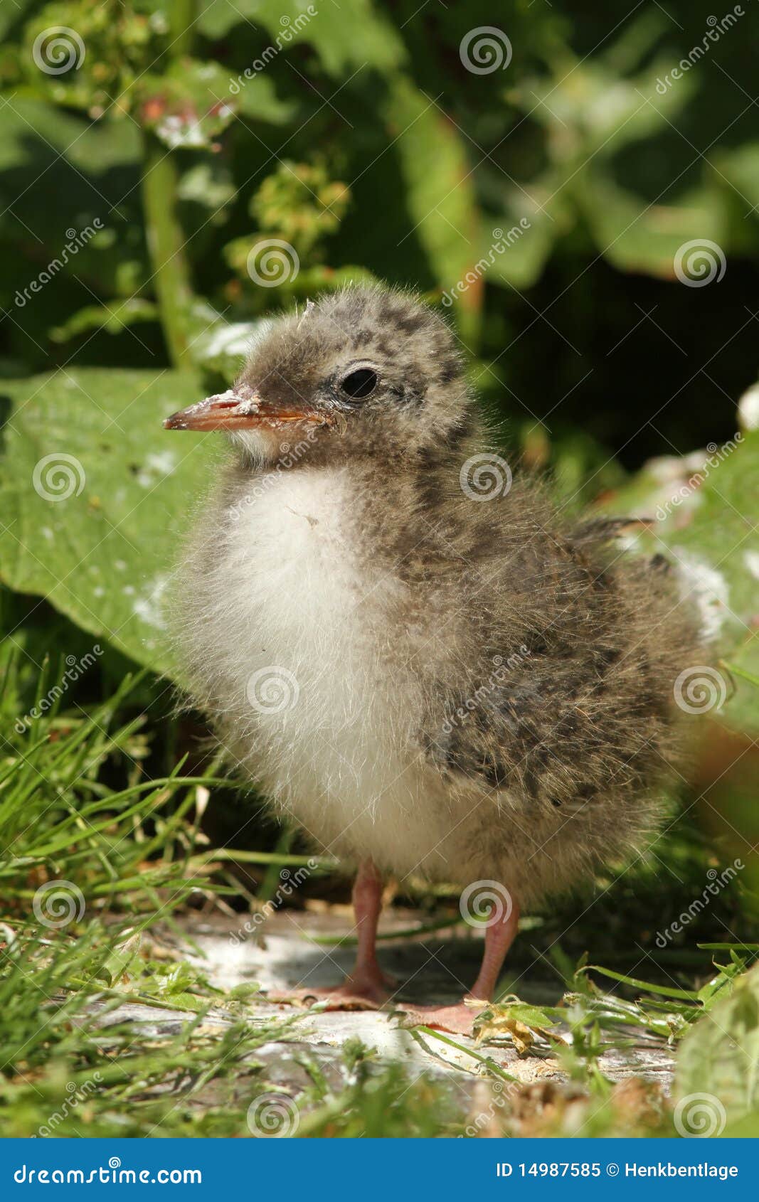 Baby tern stock image. Image of fauna, wild, grass, leaf - 14987585