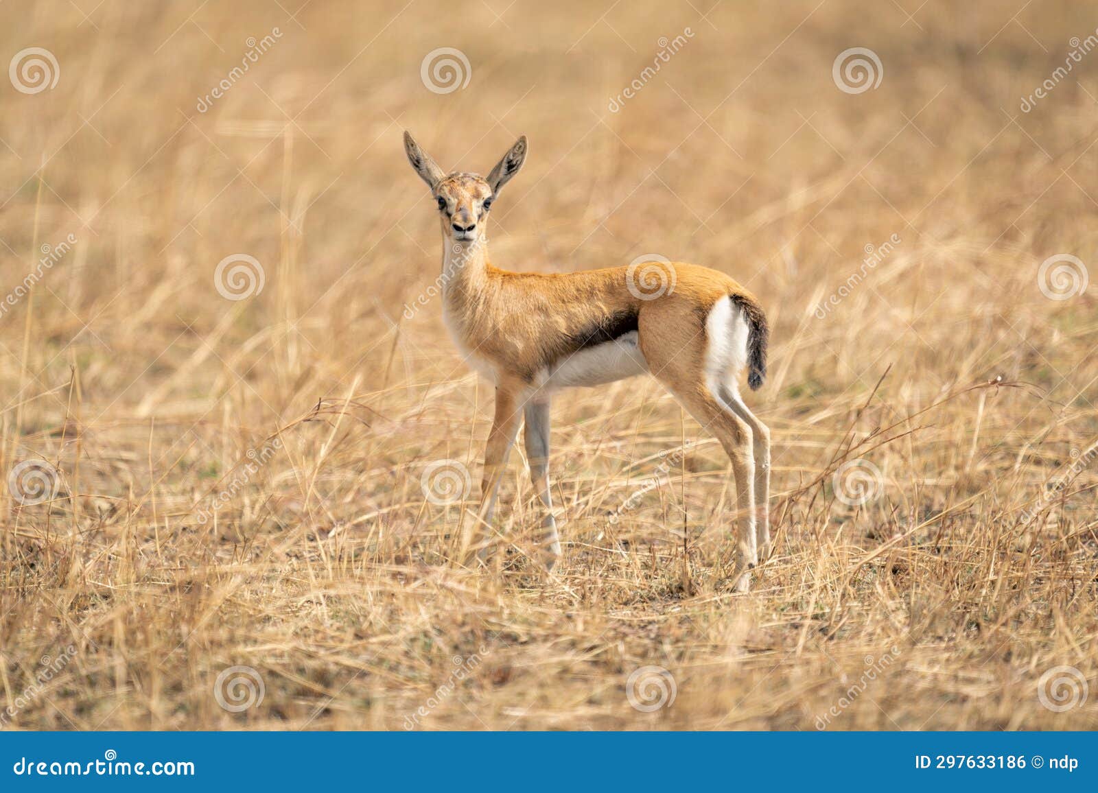 Baby Thomson Gazelle Stands in Long Grass Stock Photo - Image of ...