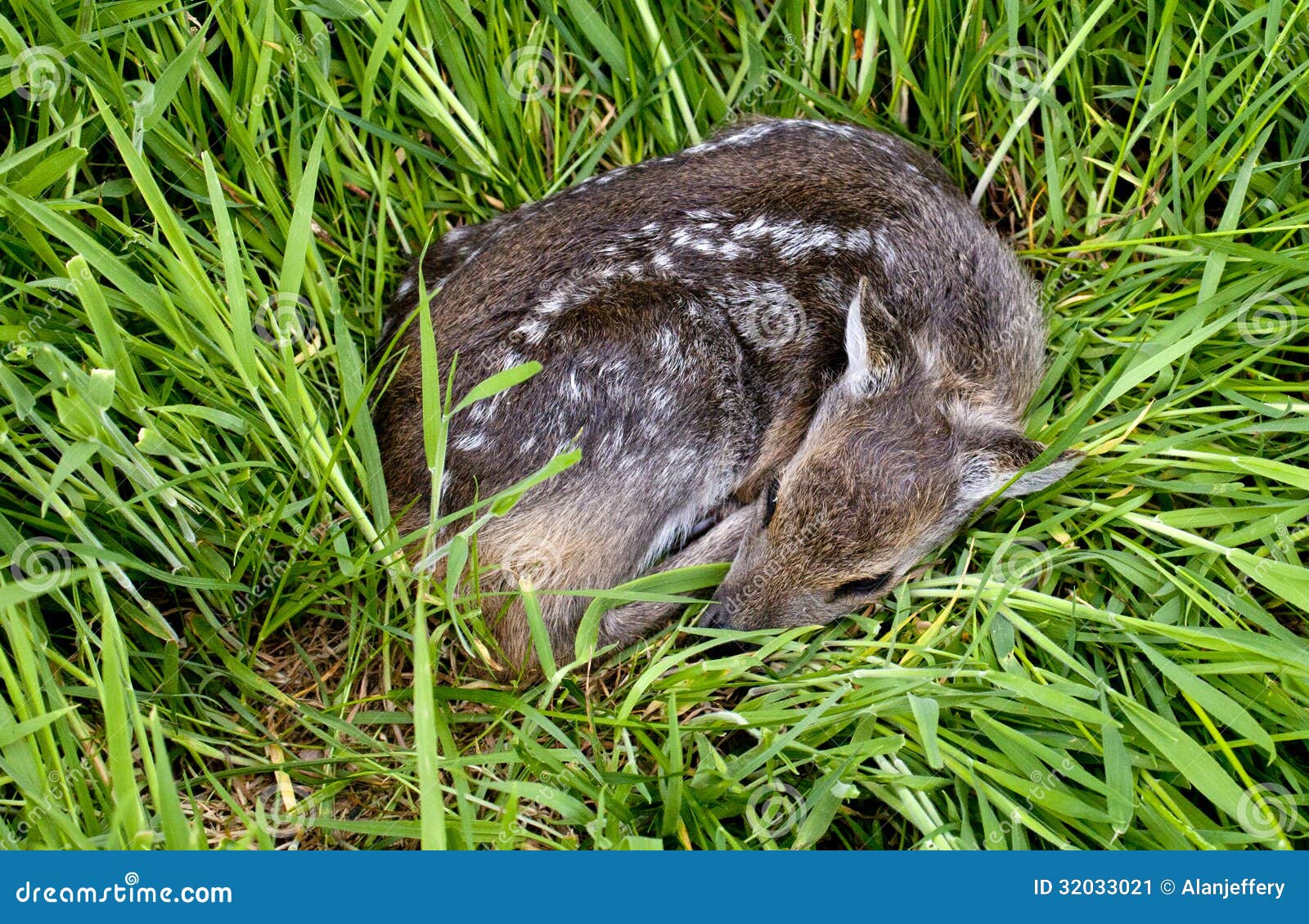 Baby thorn asleep in grass stock image. Image of newborn - 32033021