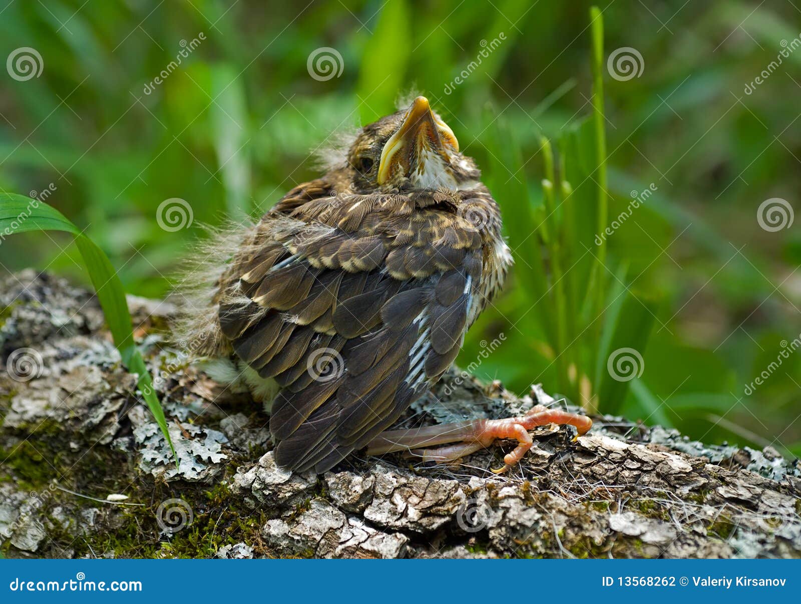 Baby of thrush 2 stock photo. Image of beak, wildlife - 13568262
