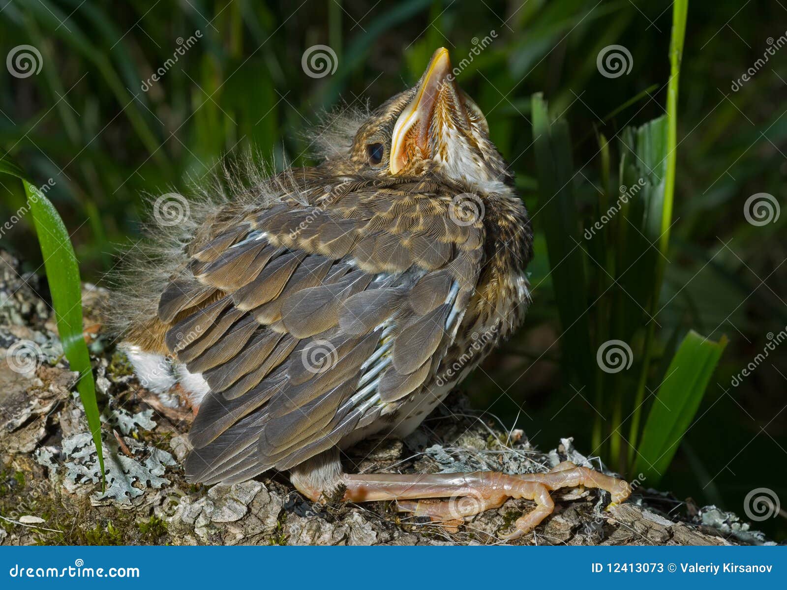Baby of thrush 4 stock image. Image of macro, close, wilderness - 12413073