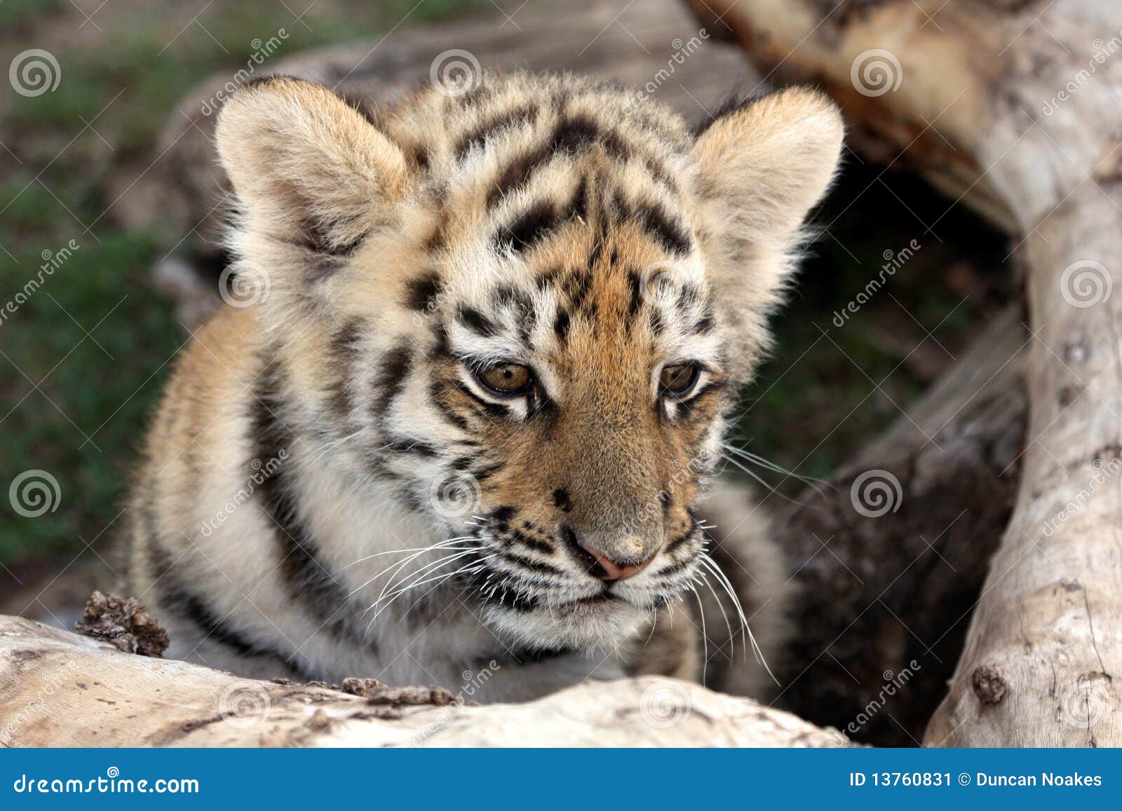 Baby Siberian Tiger Portrait, Also Known As The Amur Tiger Royalty-Free ...
