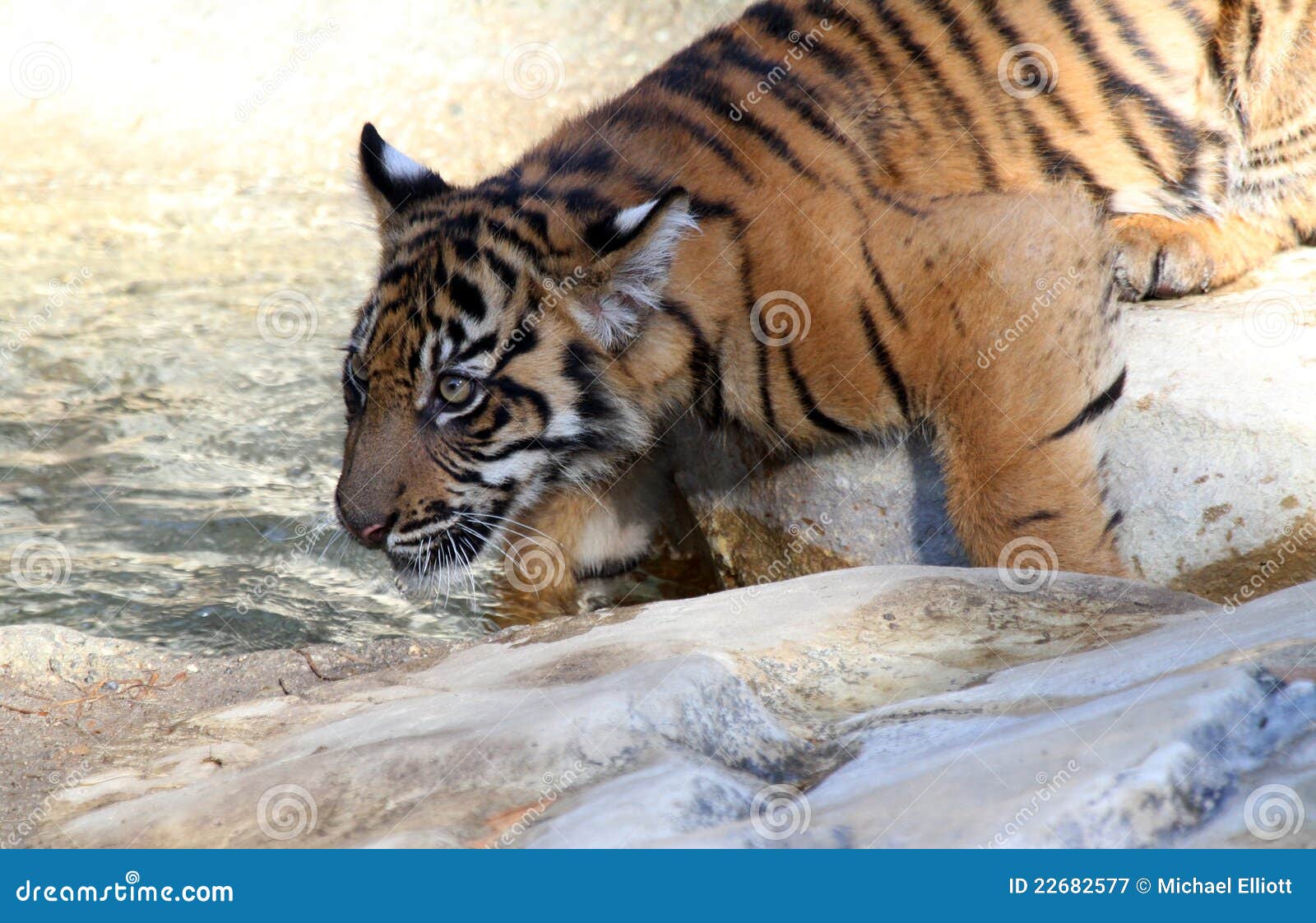 Baby Tiger stock image. Image of captured, paws, asian - 22682577