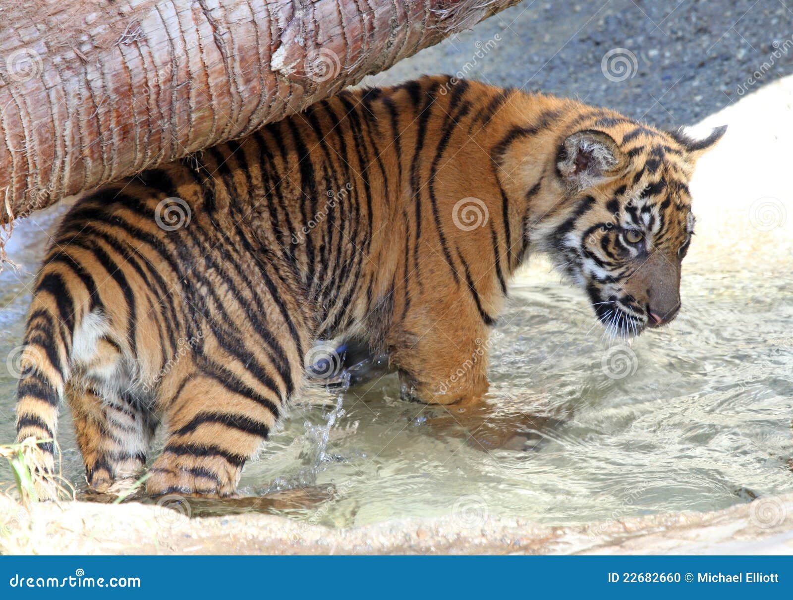 Baby Tiger stock photo. Image of curious, animal, mephoto - 22682660