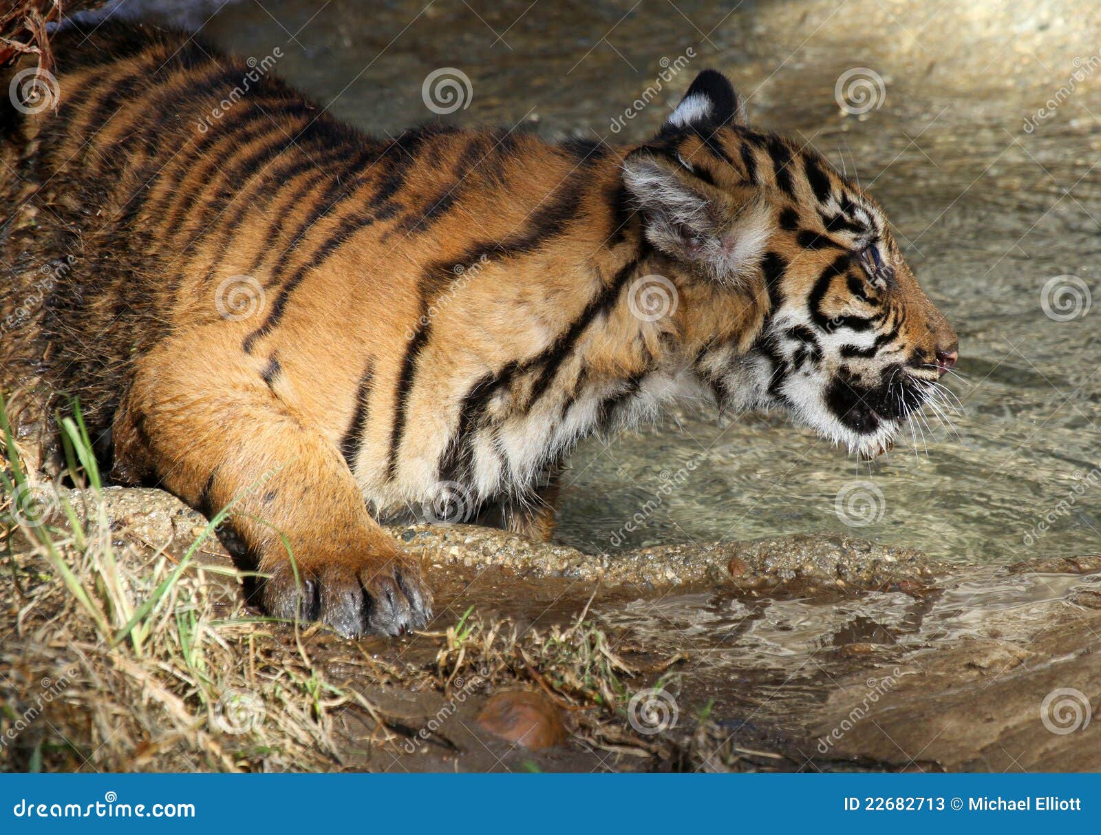 Baby Tiger stock image. Image of jungle, closeup, frisky - 22682713