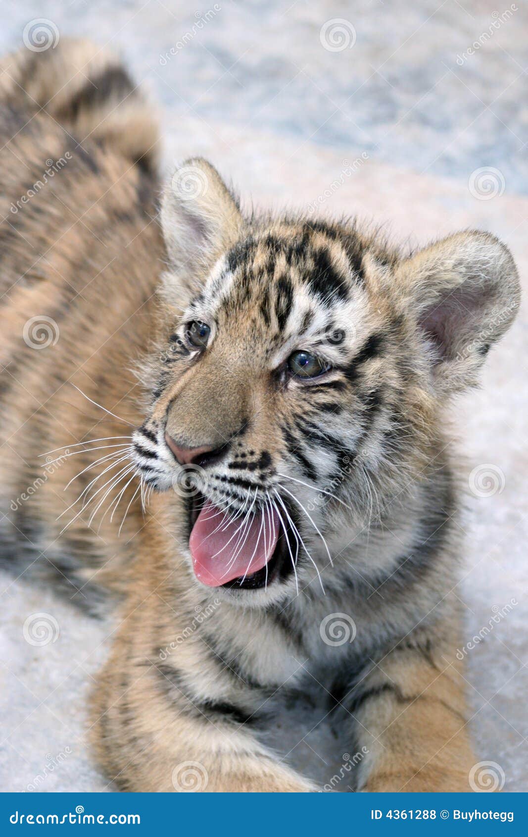 Baby tiger stock photo. Image of enjoy, cute, tiger, baby - 4361288
