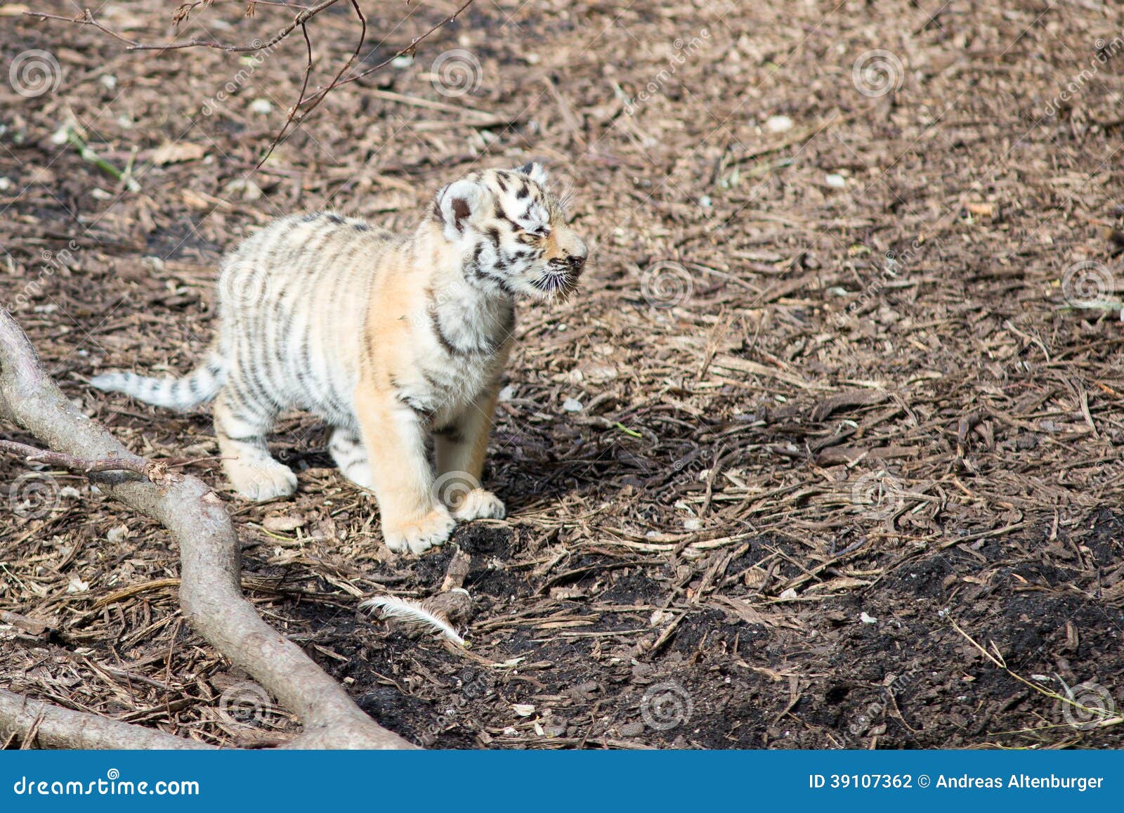 Baby tiger stock photo. Image of wild, predator, wildlife - 39107362