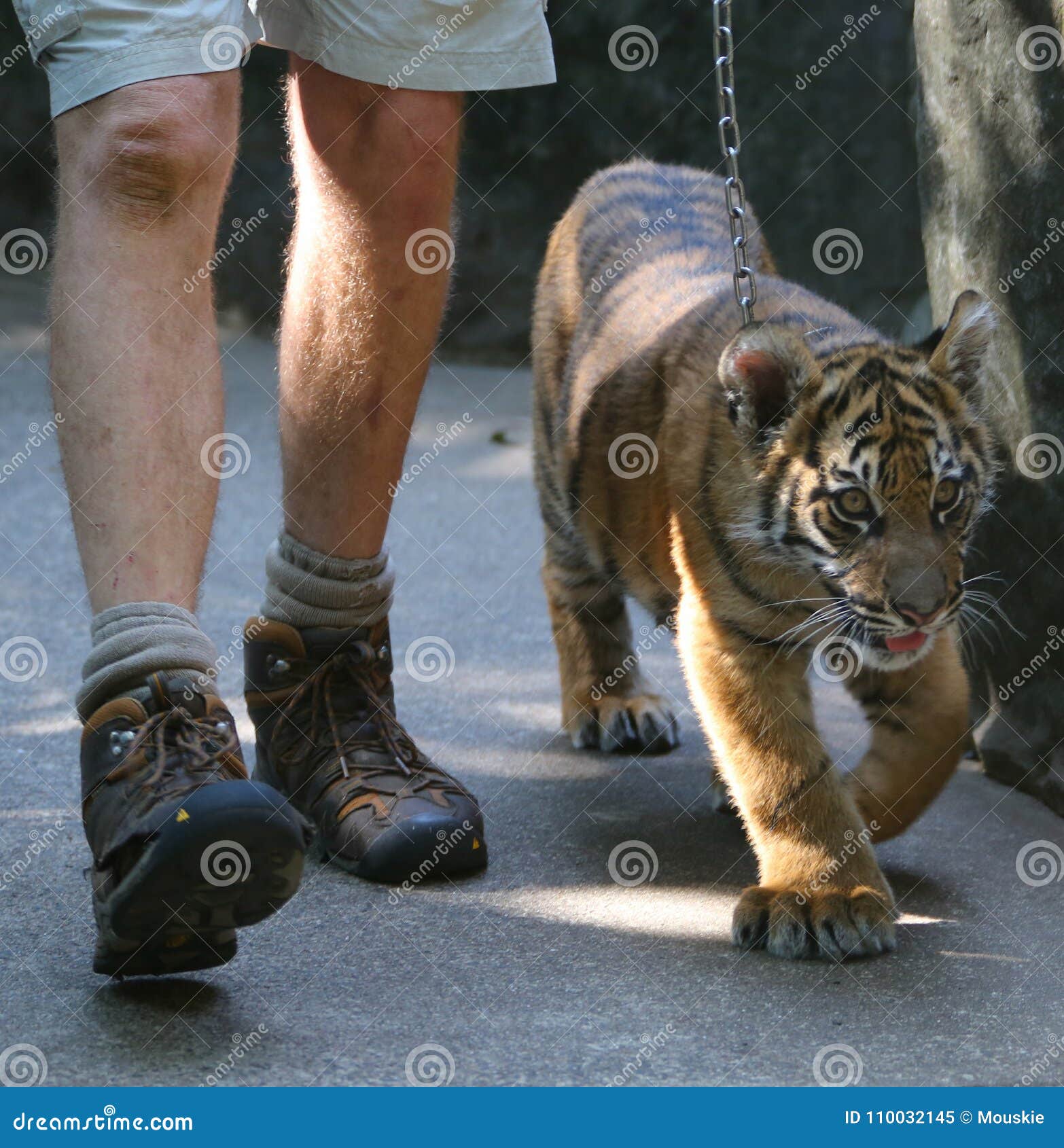 Baby Tiger and Handler stock image. Image of babytiger - 110032145