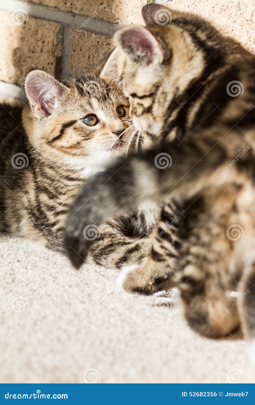 Baby Tiger Looking Kittens stock photo. Image of isolated - 52682356
