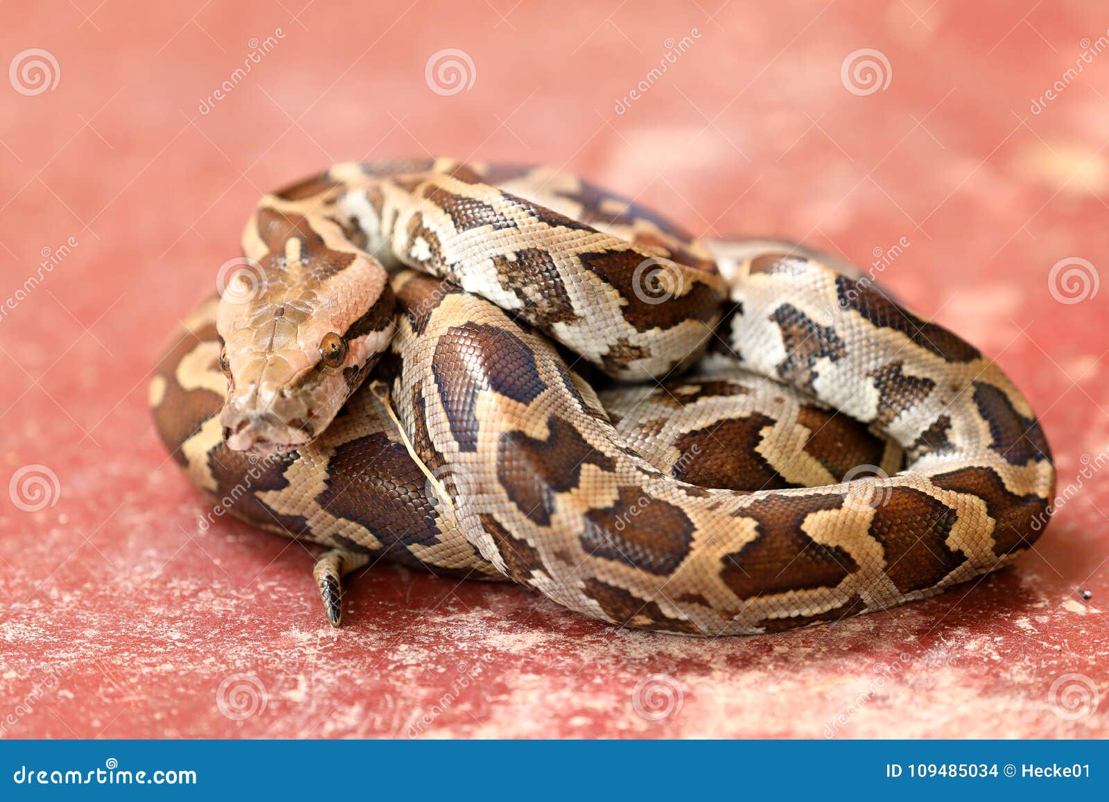 Baby Tiger Python in Sri Lanka Stock Photo - Image of baby, tiger ...
