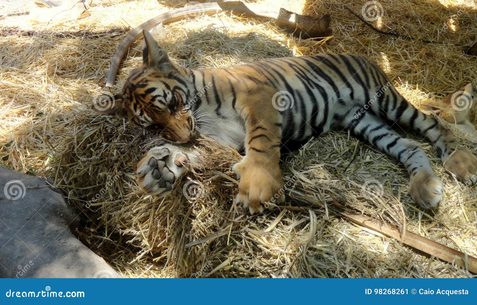 Baby tiger relaxed stock image. Image of feline, yellow - 98268261