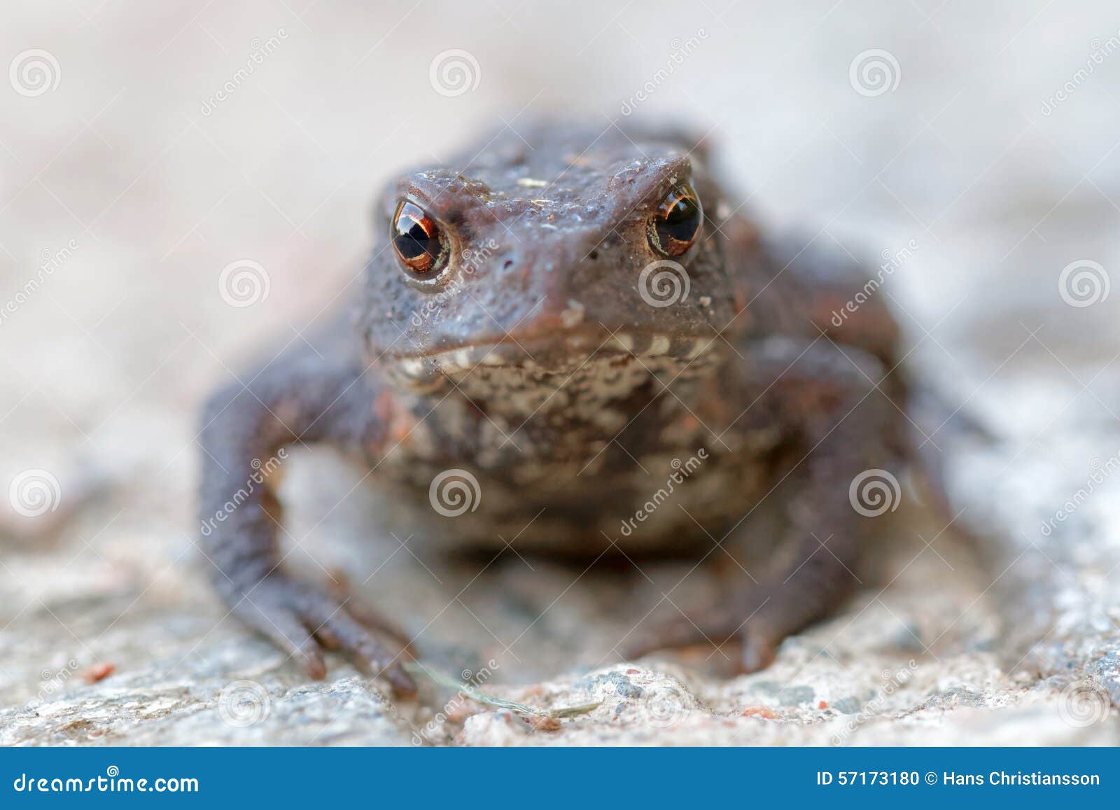 Baby Toad with Big Eyes Stairing Stock Photo - Image of frog, animal ...