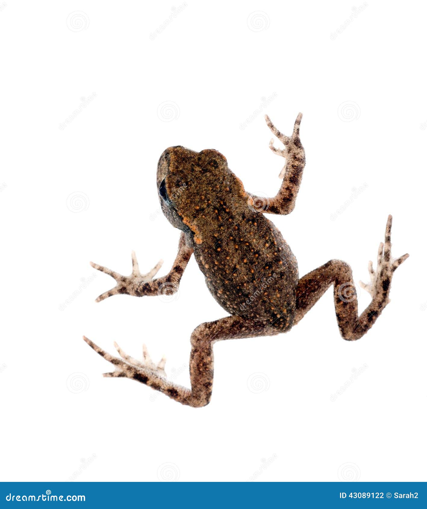 Baby Toad, Bufo Bufo, Isolated on White Background Stock Photo - Image ...