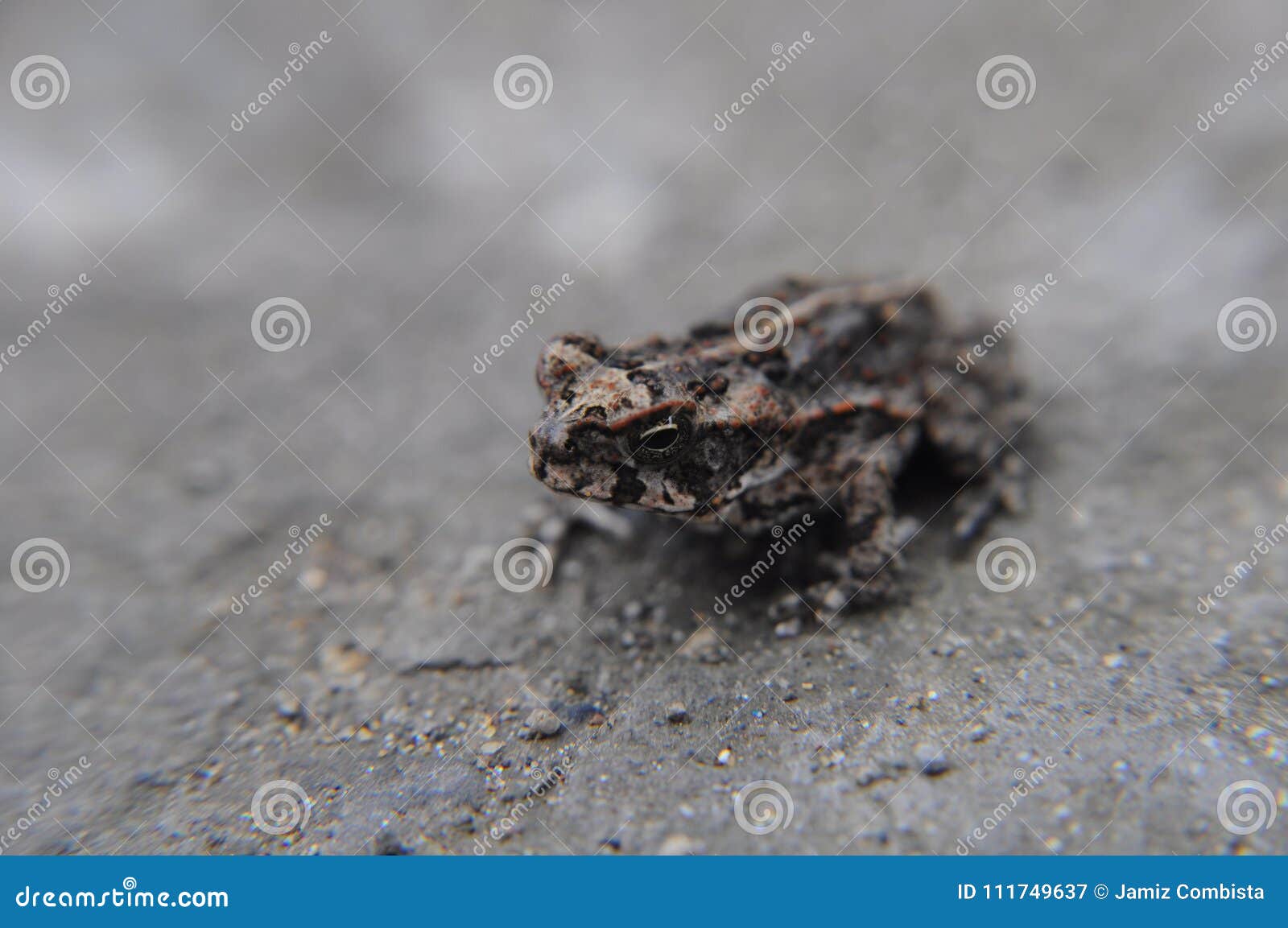 Baby Toad stock image. Image of baby, closeup, animals - 111749637