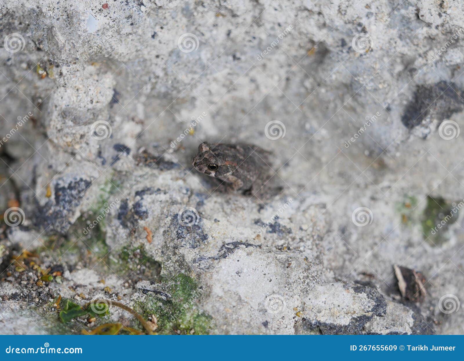Baby Toad, Young Common Small Frog Sitting On Green Leaf, Frogs Eat ...