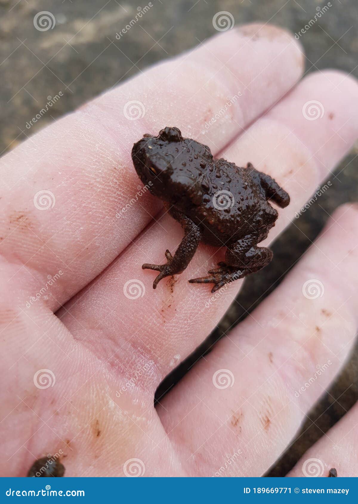 Baby Toad, Young Common Small Frog Sitting On Green Leaf, Frogs Eat ...