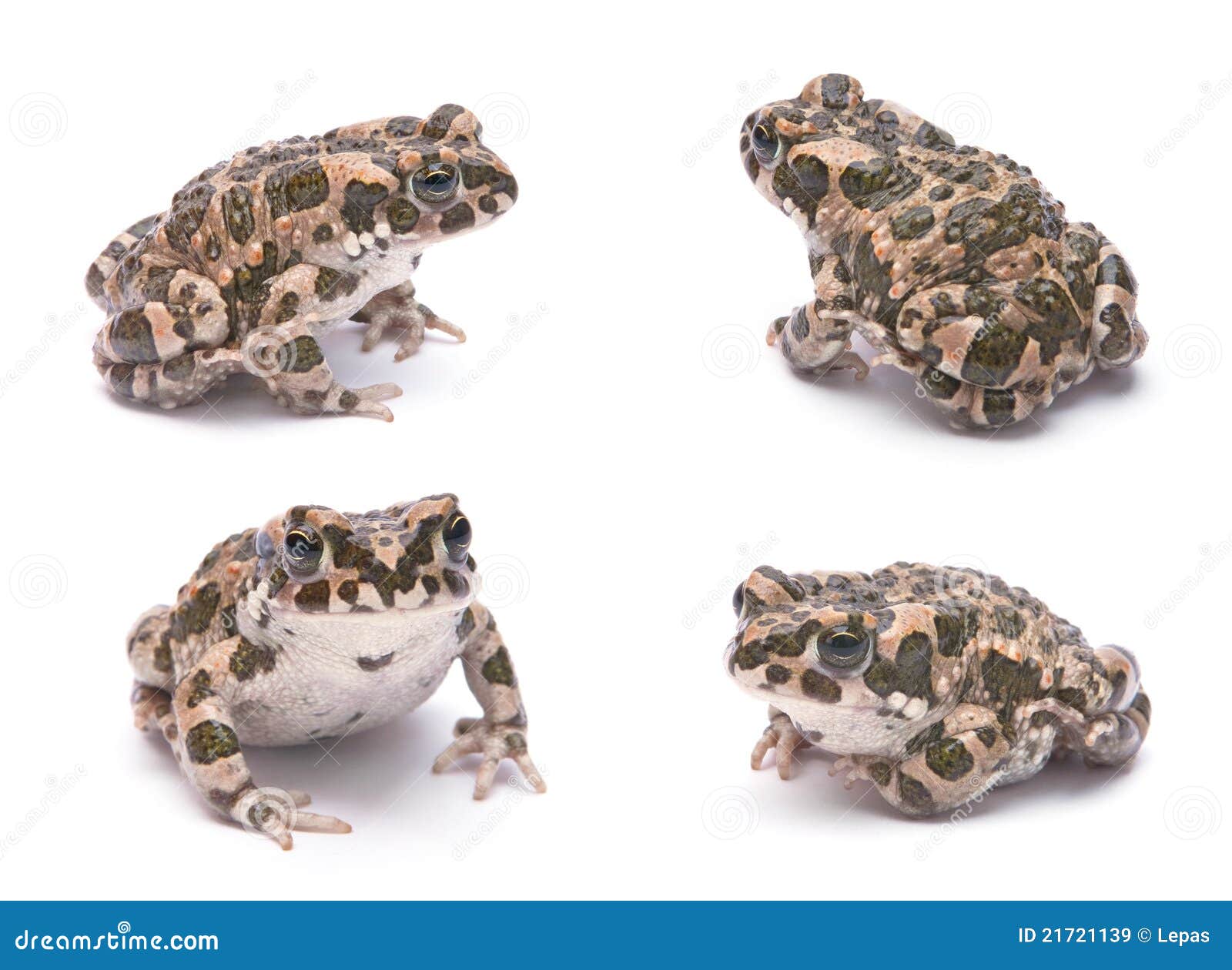 Baby toad set stock image. Image of white, brown, hoptoad - 21721139