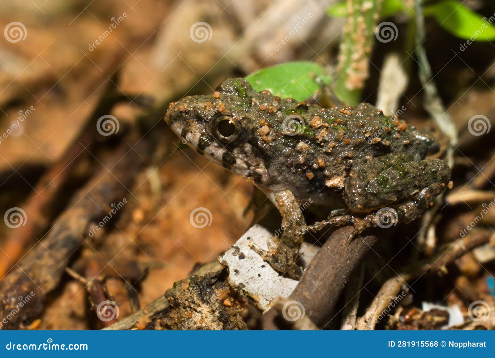 Baby Toad are Sitting on the Ground Stock Photo - Image of frog ...