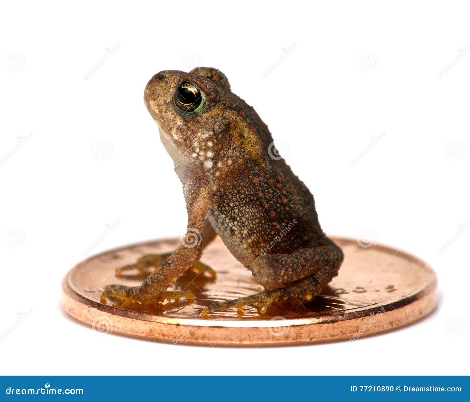 Baby Toad Sitting on a Penny Isolated on a White Background. Stock ...