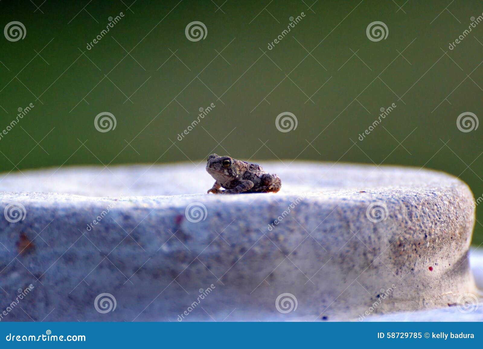 Baby toad stock image. Image of block, amphibian, tiny - 58729785