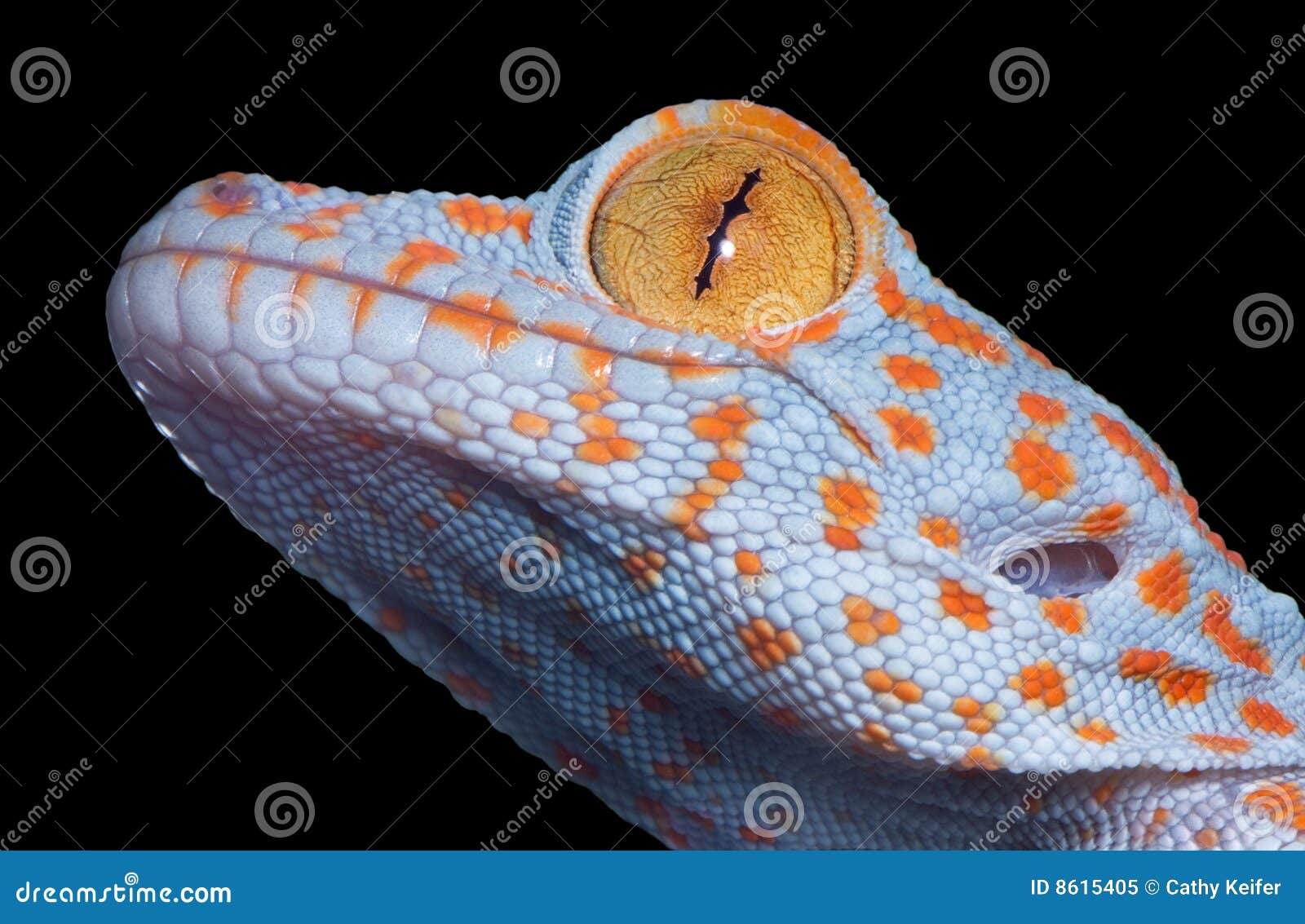 Baby Tokay Gecko stock image. Image of scales, wildlife - 8615405