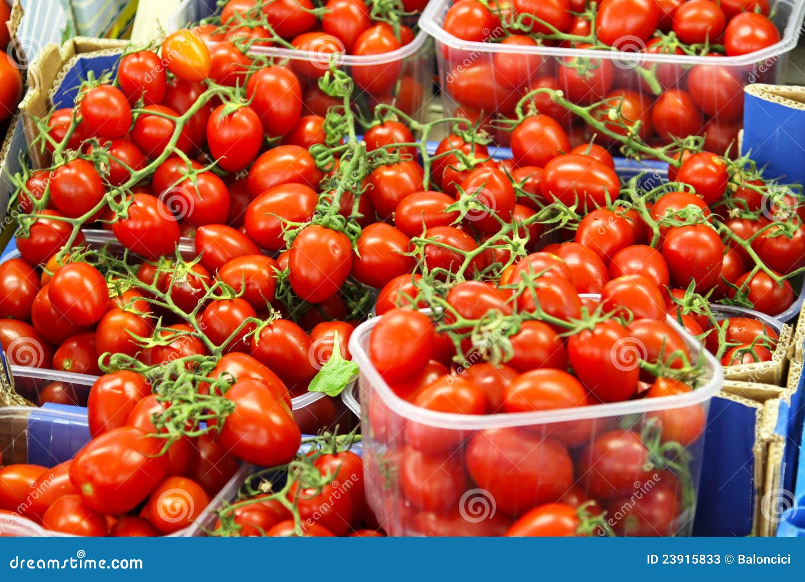 Baby tomato stock image. Image of small, food, tomato - 23915833