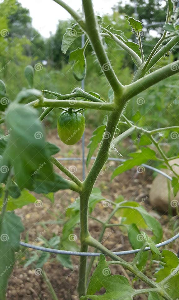 Baby tomato stock photo. Image of green, tomato, baby - 73565384