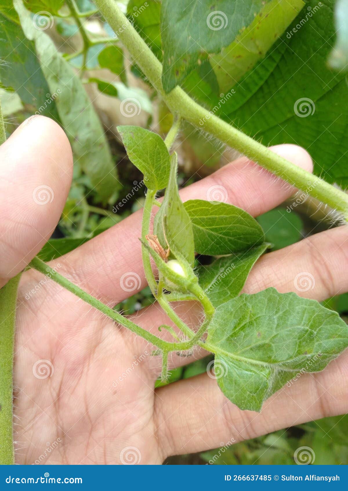 Baby of Tomato stock image. Image of vegetable, fresh - 266637485