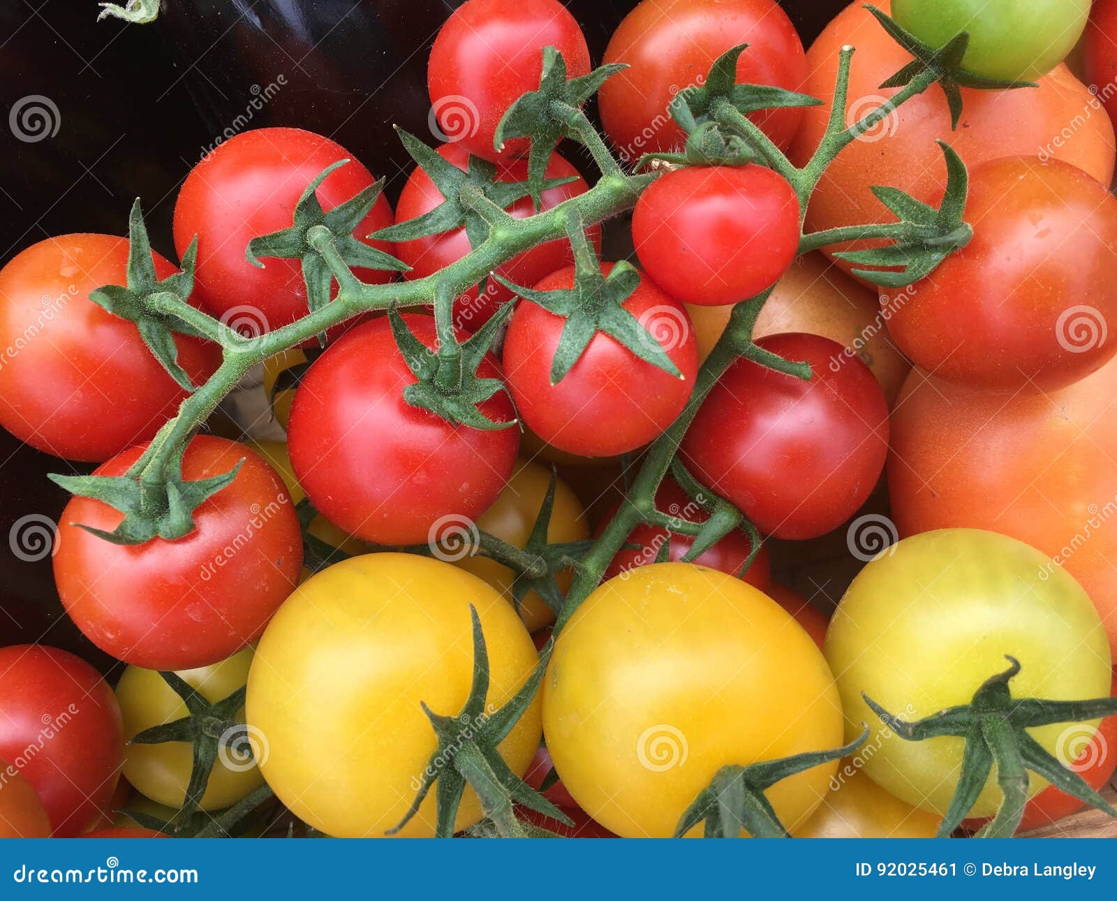 Baby Tomatoes stock image. Image of freshly, tomatoes - 92025461