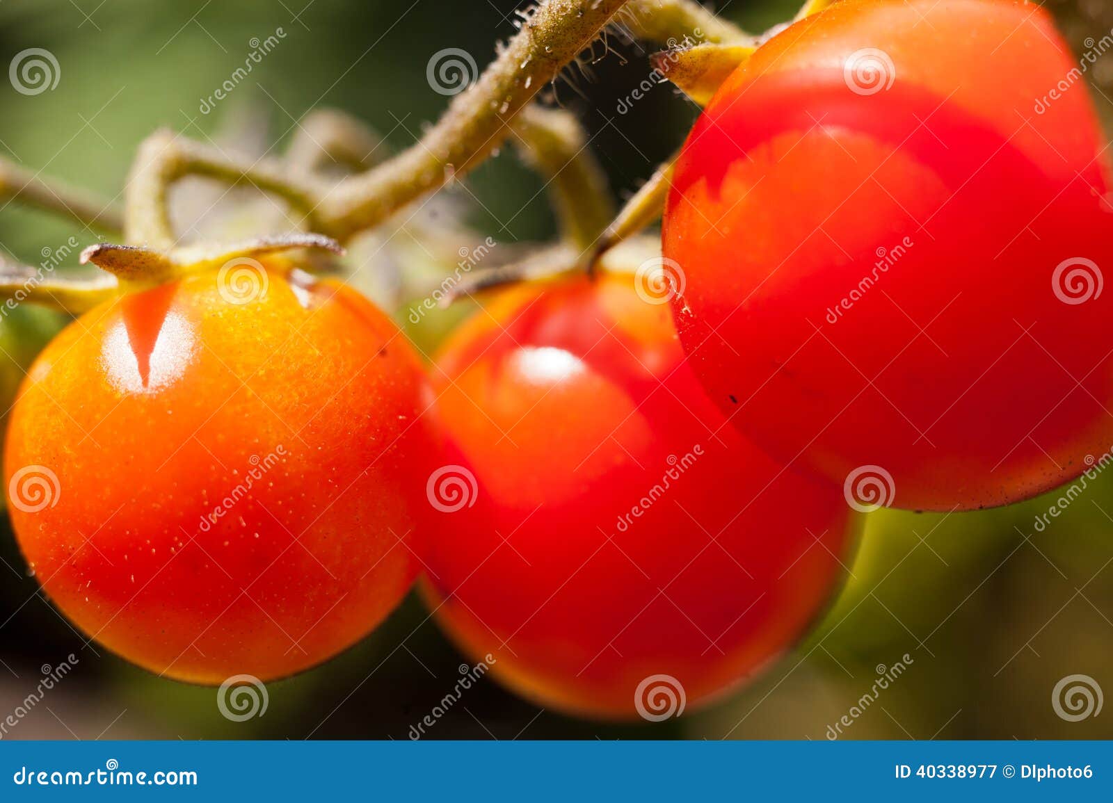 Baby tomatoes stock image. Image of shop, vegetable, cooking - 40338977